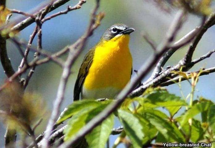 Top 15 Amazing Birds of Colorado | Regional Colorado Birds | BioExplorer