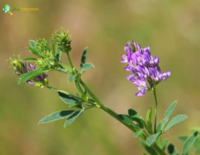Alfalfa Flower | Medicago Sativa | Lucerne Hay | Fun Facts