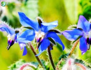 Top 43 BEST Blue Flowers | Mesmerizing Blue Blossoms | Pictures