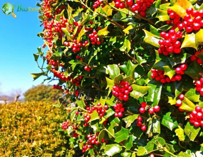 Holly Flowers | Top 21 Holly Flowers For Your Garden! | BioExplorer