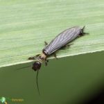Insect Orders | 28 Different Types of Insects | BioExplorer