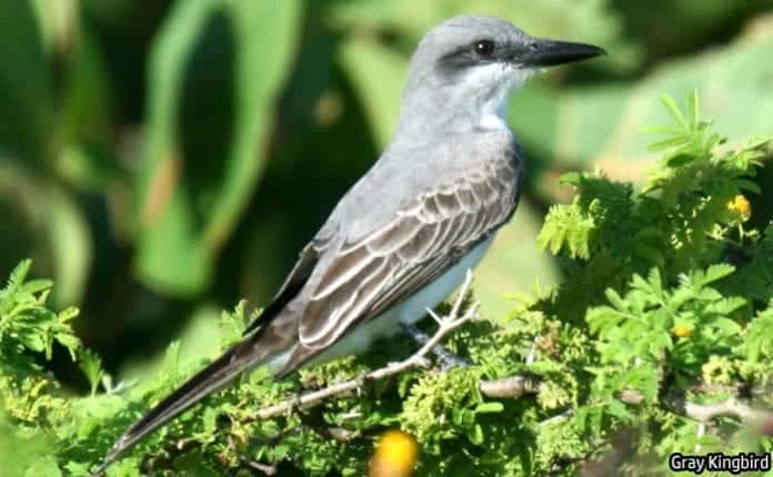 10 Stunning Native Birds Every Florida Visitor Needs to See