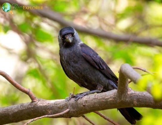 Eurasian Jackdaw | Corvus Monedula | Black Bird | BioExplorer