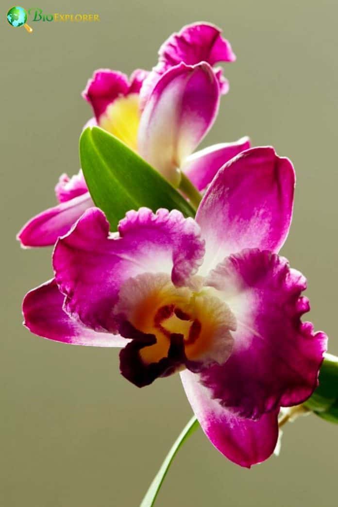 Colorful Orchids | Top 25 Must-See Vibrant Orchids | BioExplorer