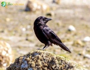 Northwestern Crow | Corvus Caurinus | Black Bird | BioExplorer