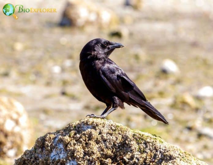 Northwestern Crow | Corvus Caurinus | Black Bird | BioExplorer