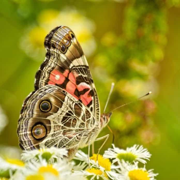 25 Colorful Butterflies | Most Colorful Butterfly Species In the World