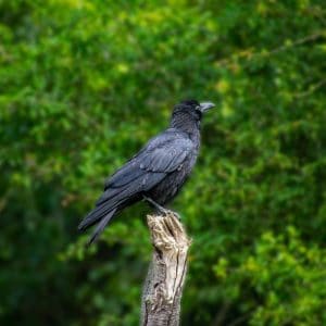 Common Raven | Corvus Corax | Black Bird | BioExplorer