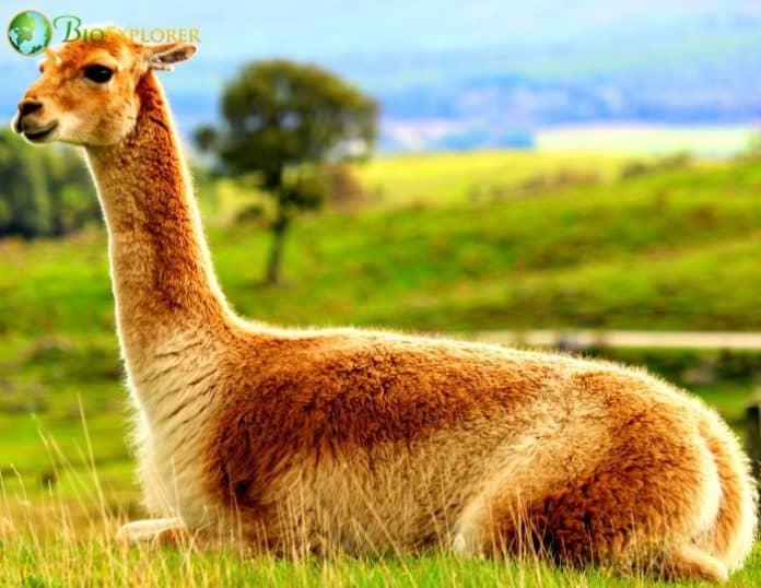 Top 15 Ecology News of 2022 | Ecology Breakthroughs 2022 | BioExplorer