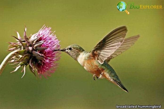 Top 26 Animals With BEST Eyesight (Visual Adaptations)