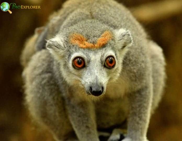Crowned Lemur | Eulemur Coronatus | Lemur Species | Facts