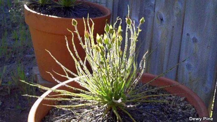 Top 25 Plants That Eat Bugs | Predator Plants | Carnivorous Plants ...