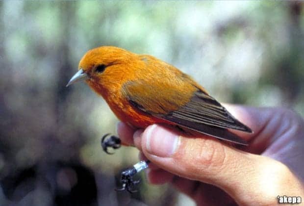 Hawaiian Birds | Native Birds of Hawaii | BioExplorer