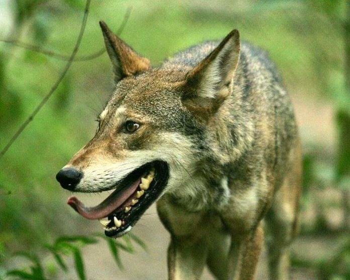 What Do Wolves Eat? | Wolves Diet By Types | What Eats Wolves?