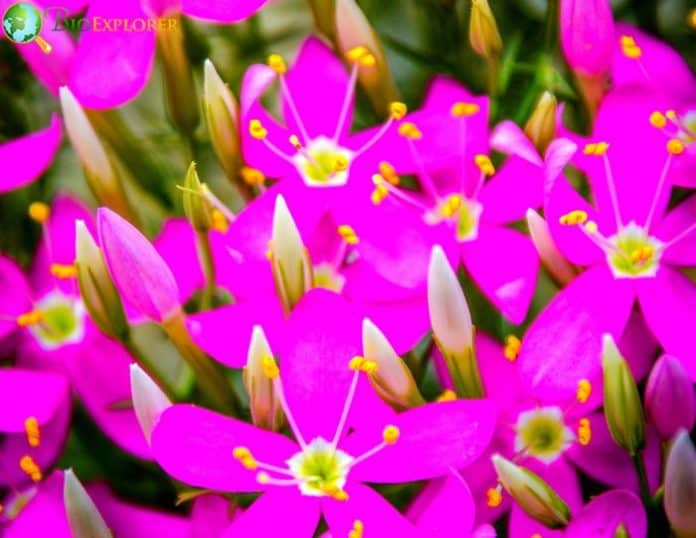 Blooming Texas: 25 Gorgeous Native Flowers Revealed!