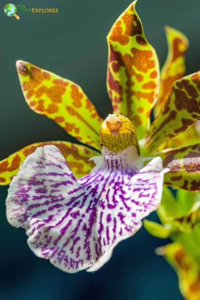 Colorful Orchids | Top 25 Must-See Vibrant Orchids | BioExplorer