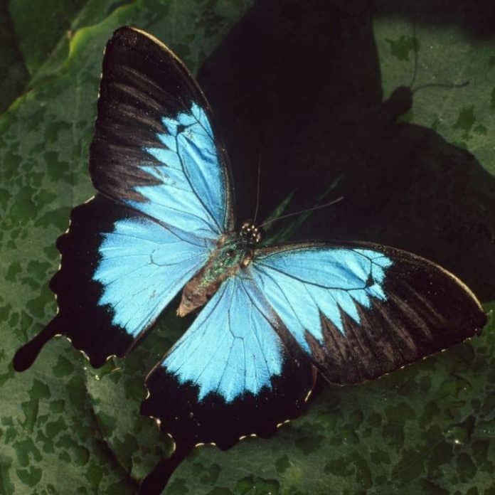 25 Colorful Butterflies | Most Colorful Butterfly Species In the World
