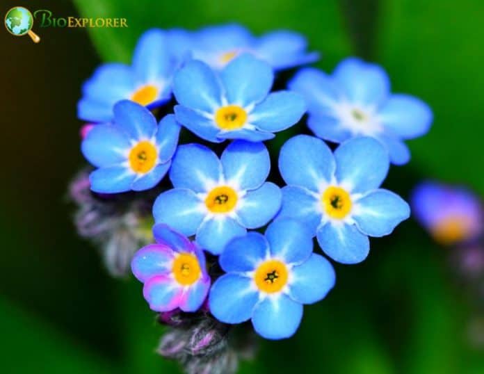 Top 43 BEST Blue Flowers | Mesmerizing Blue Blossoms | Pictures
