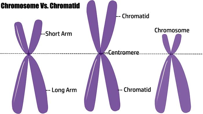 7 Difference Between Chromosome and Chromatid | BioExplorer