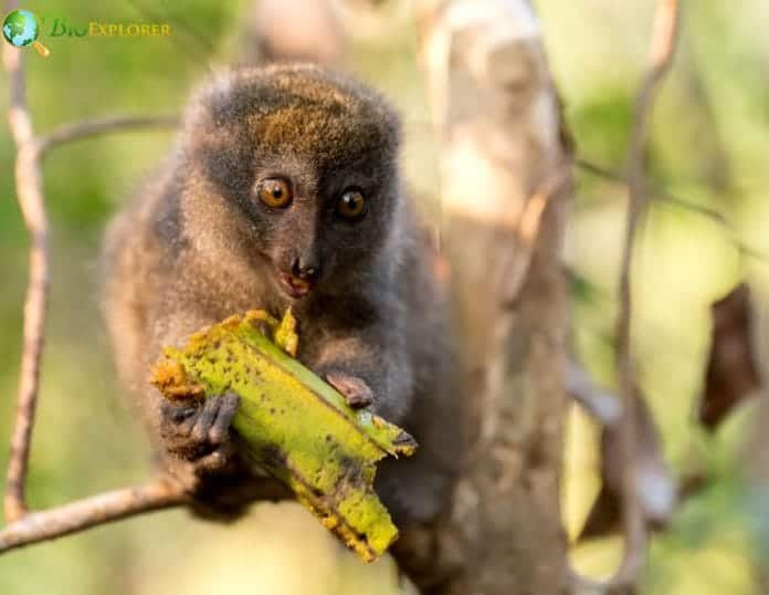 Eastern Lesser Bamboo Lemur | Hapalemur Griseus | Pictures | Facts