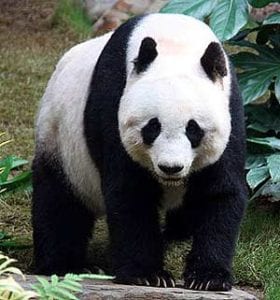 31 Fun Facts About Pandas (#20th Fact Is Very Intriguing)