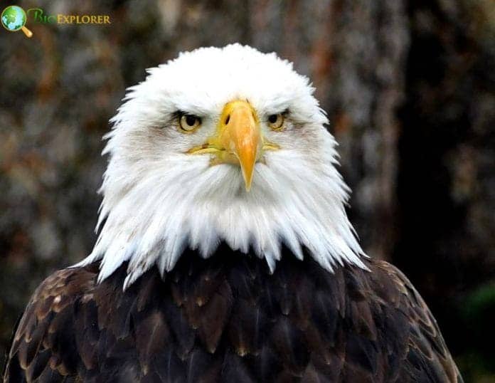 Washington Birds | Top 26 Must-See Birds of Washington State | BioExplorer