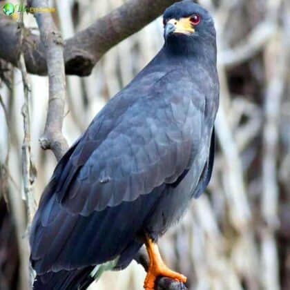 Types of Eagles | 68 Varieties of Eagles | BioExplorer