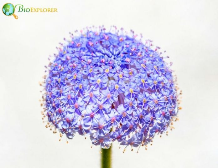 Top 43 BEST Blue Flowers | Mesmerizing Blue Blossoms | Pictures
