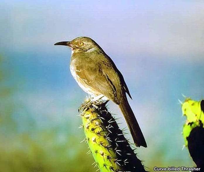 Top 15 Amazing Birds of Colorado | Regional Colorado Birds | BioExplorer