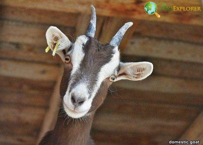 Top 26 Animals With BEST Eyesight (Visual Adaptations)