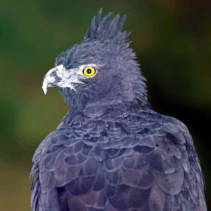 Types of Eagles | 68 Varieties of Eagles | BioExplorer