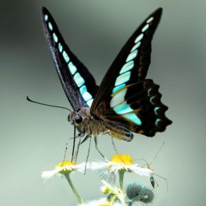 25 Colorful Butterflies | Most Colorful Butterfly Species In the World