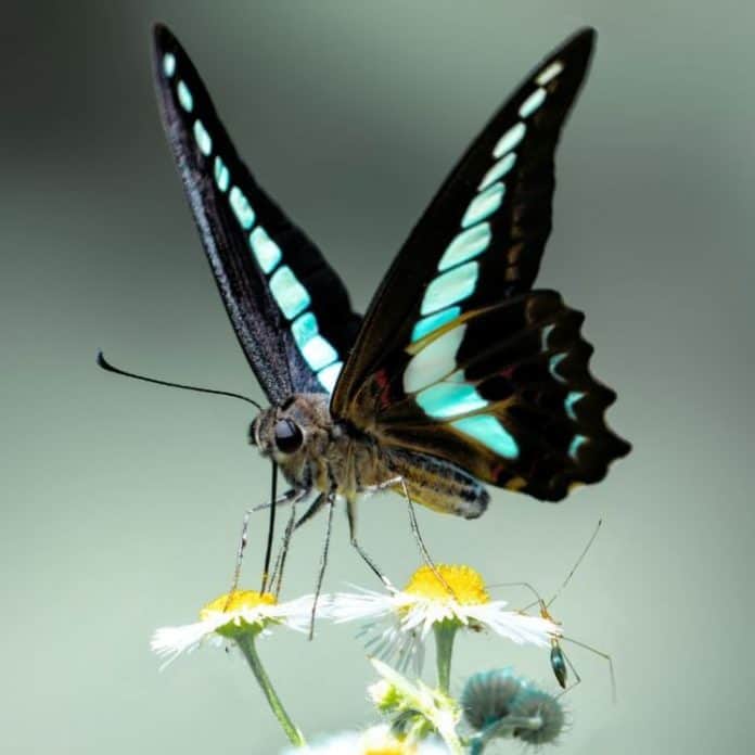 25 Colorful Butterflies | Most Colorful Butterfly Species In the World