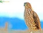 Washington Birds | Top 26 Must-See Birds of Washington State | BioExplorer