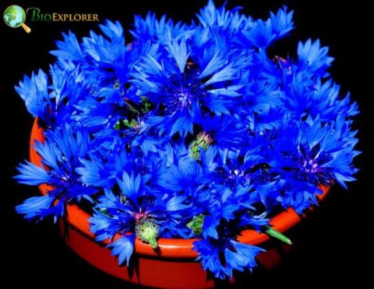 Top 43 BEST Blue Flowers | Mesmerizing Blue Blossoms | Pictures