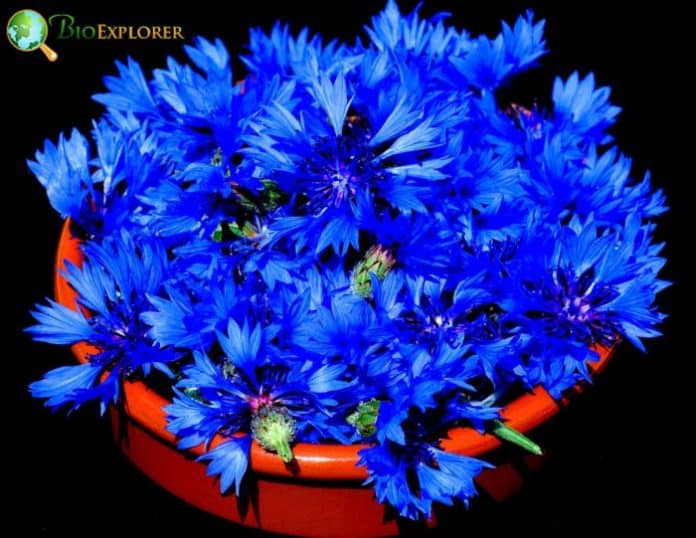 Top 43 BEST Blue Flowers | Mesmerizing Blue Blossoms | Pictures