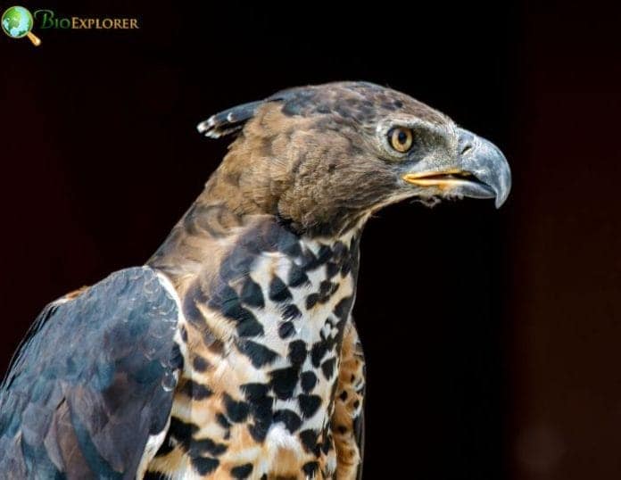 Crowned Eagle | Stephanoaetus Coronatus | BioExplorer