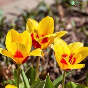 Top 25 Colorful Tulips | Guide to Vibrant Blooms | BioExplorer