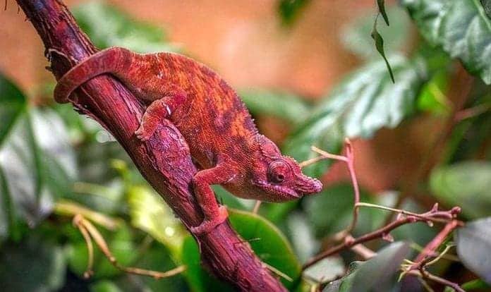 What Do Chameleons Eat? | Chameleons Diet By Types | BioExplorer