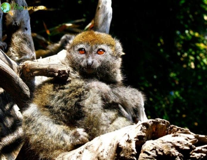 Eastern Lesser Bamboo Lemur | Hapalemur Griseus | Pictures | Facts