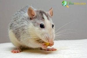 Top 16 Animals with the Best Hearing | BioExplorer.net