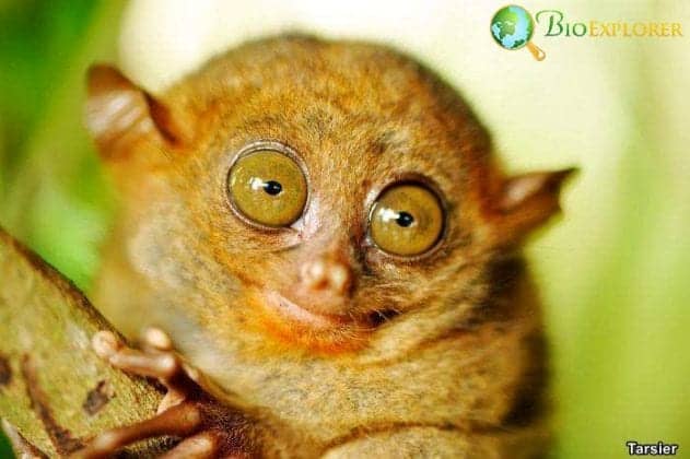 Top 26 Animals With BEST Eyesight (Visual Adaptations)
