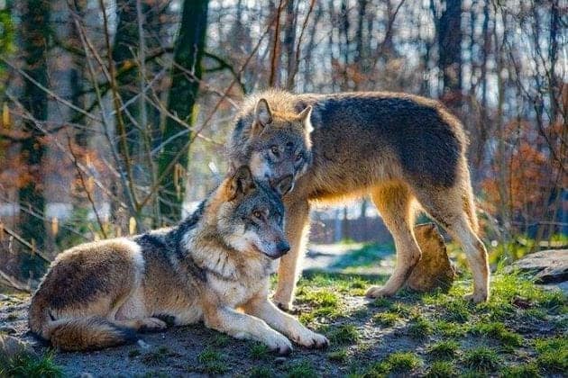 What Do Wolves Eat? | Wolves Diet By Types | What Eats Wolves?