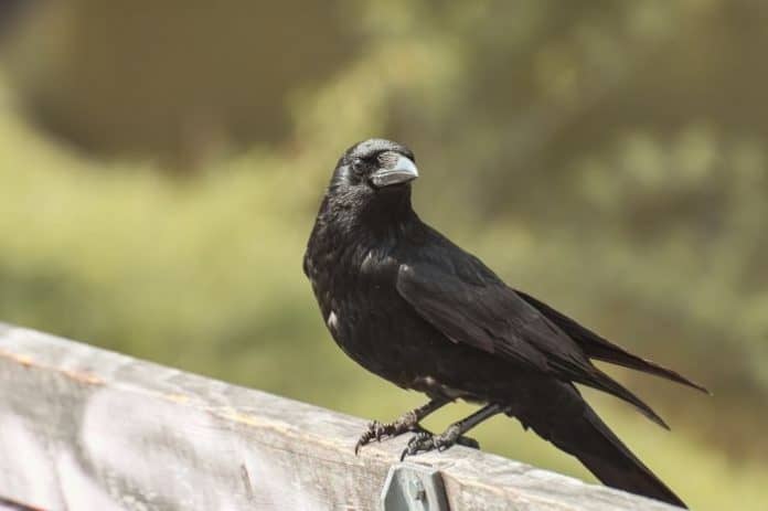 Carrion Crow | Corvus corone | Black Bird | BioExplorer