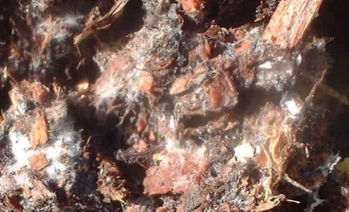 Biological Weathering Definition, Process, Types & Examples