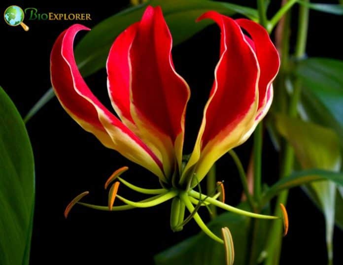 African Flame Lily Flower | Gloriosa Superba | Wildflower | BioExplorer