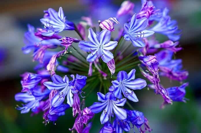 Agapanthus | African Lily | Lily of the Nile Flower | BioExplorer.net