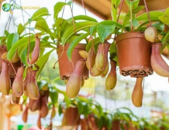 Order Oxalidales Characteristics | Wood Sorrel Flowers | BioExplorer