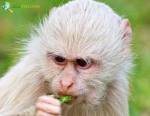 Albino Monkeys | Rare Genetic Anomaly In Monkeys | BioExplorer