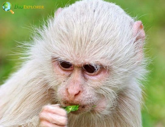 Albino Monkeys | Rare Genetic Anomaly In Monkeys | BioExplorer